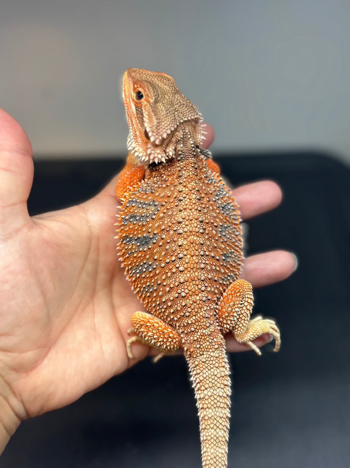 Red Monster – Andrew's Reptiles LLC