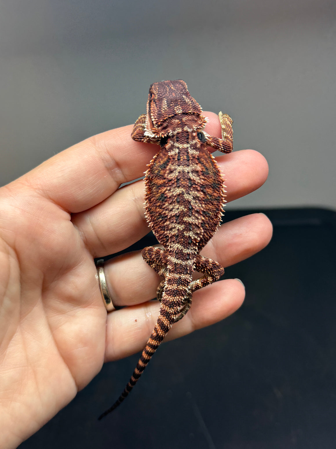 Red Monster – Andrew's Reptiles LLC
