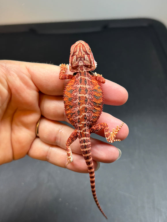 RM644; male, 50% Red Monster, het hypo – Andrew's Reptiles LLC