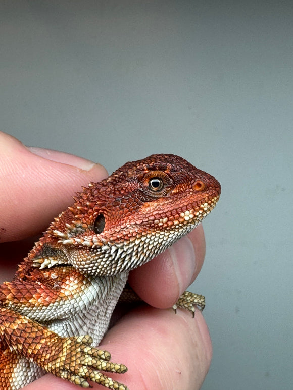 Red Monster – Andrew's Reptiles LLC