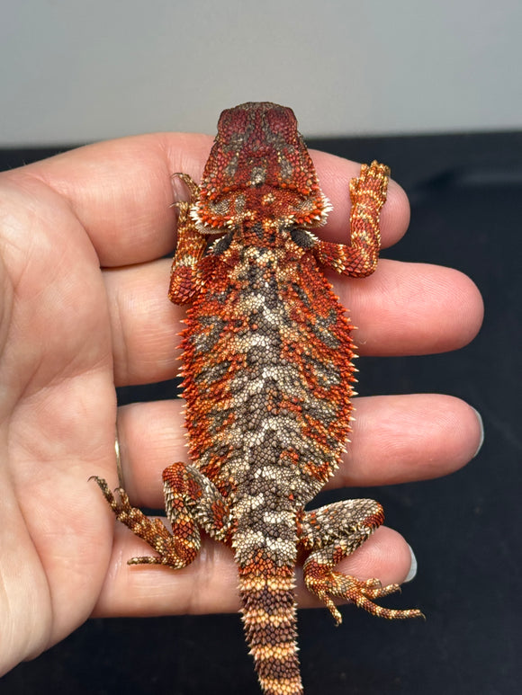 All Dragons – Andrew's Reptiles LLC