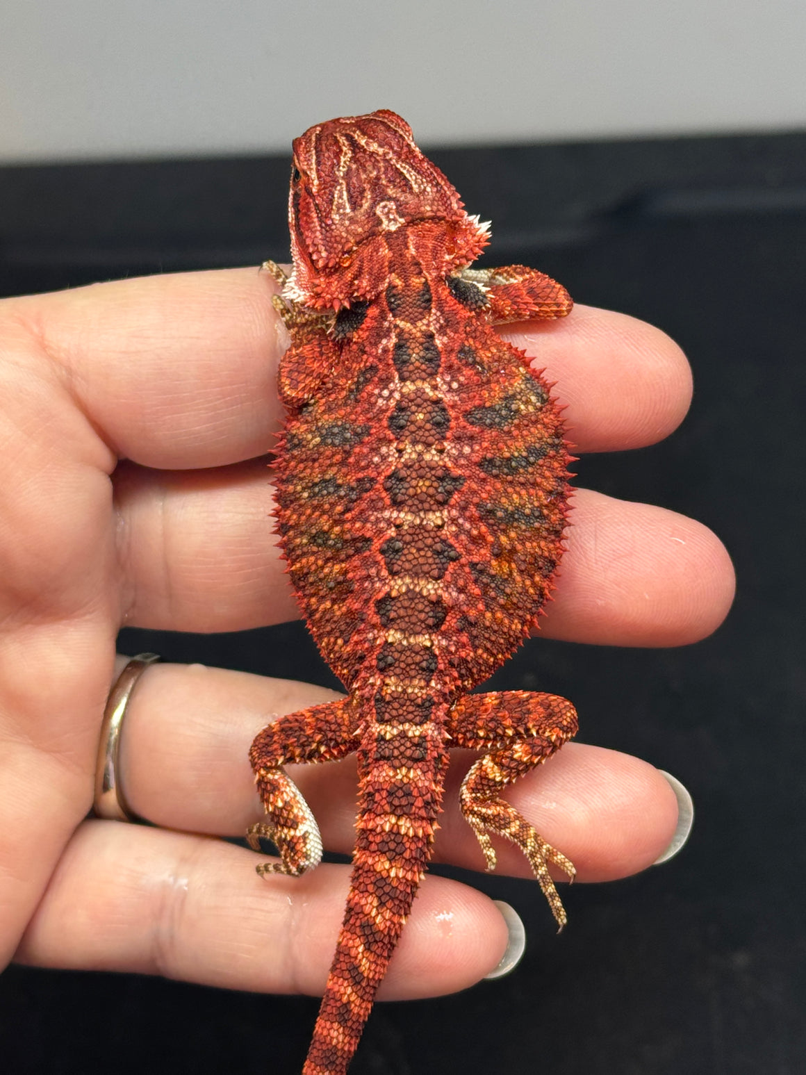 Red Monster – Andrew's Reptiles LLC
