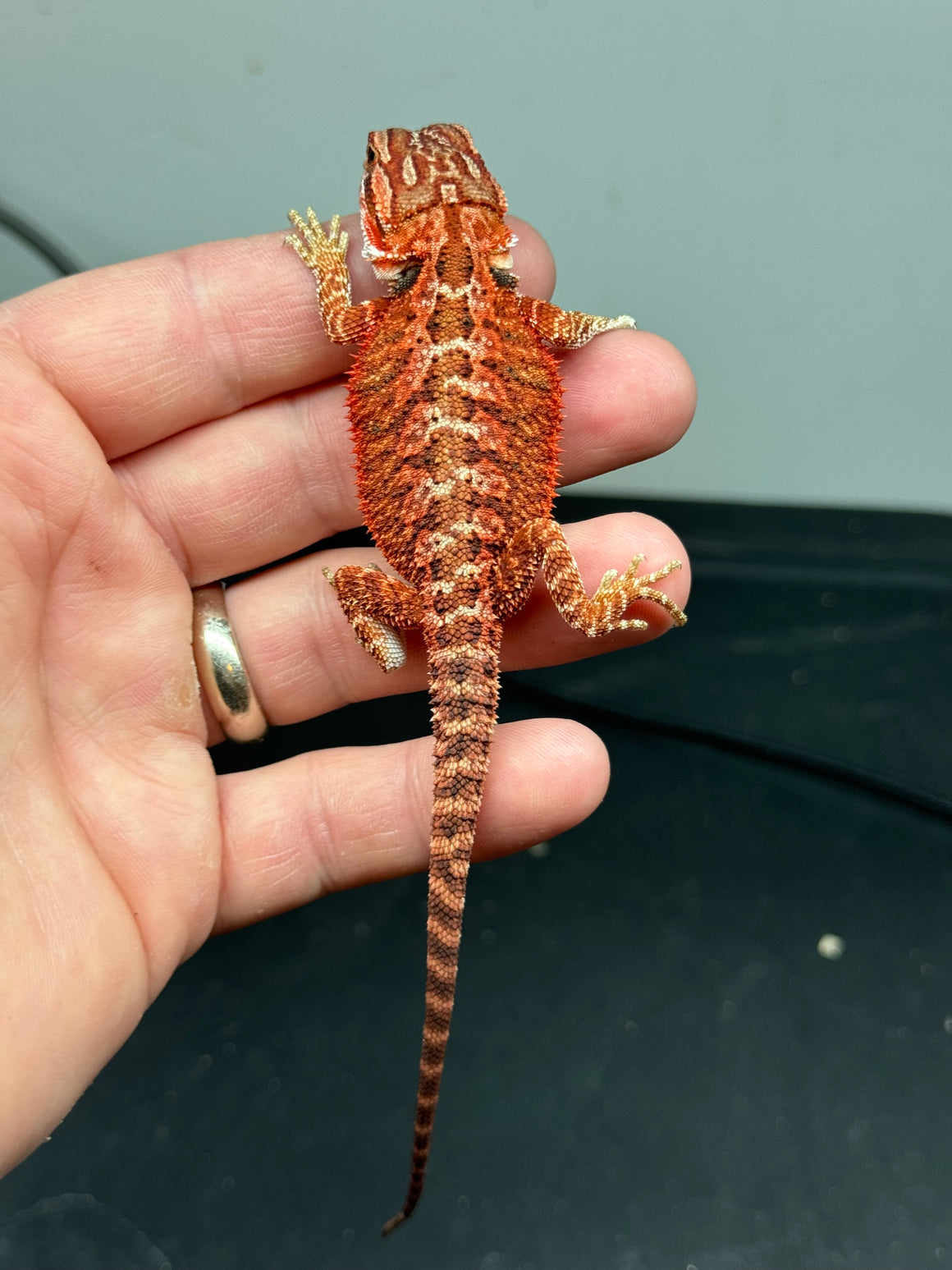 Red Monster – Andrew's Reptiles LLC