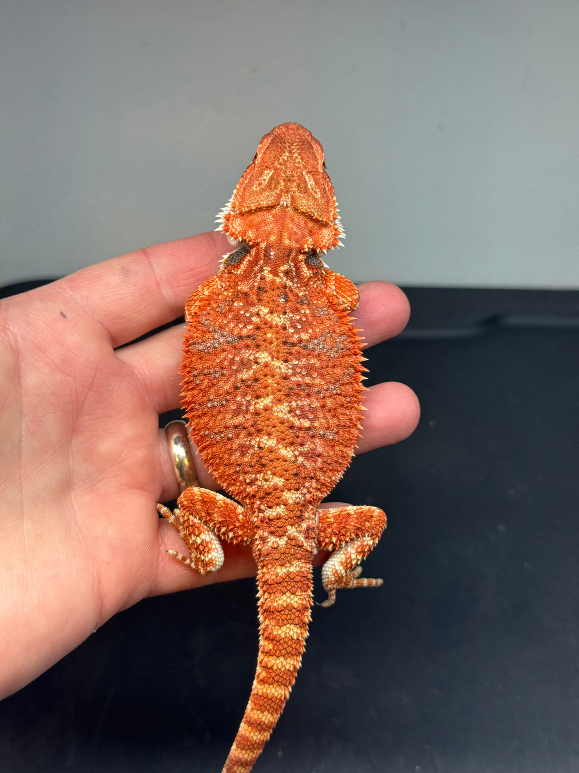 Red Monster – Andrew's Reptiles LLC