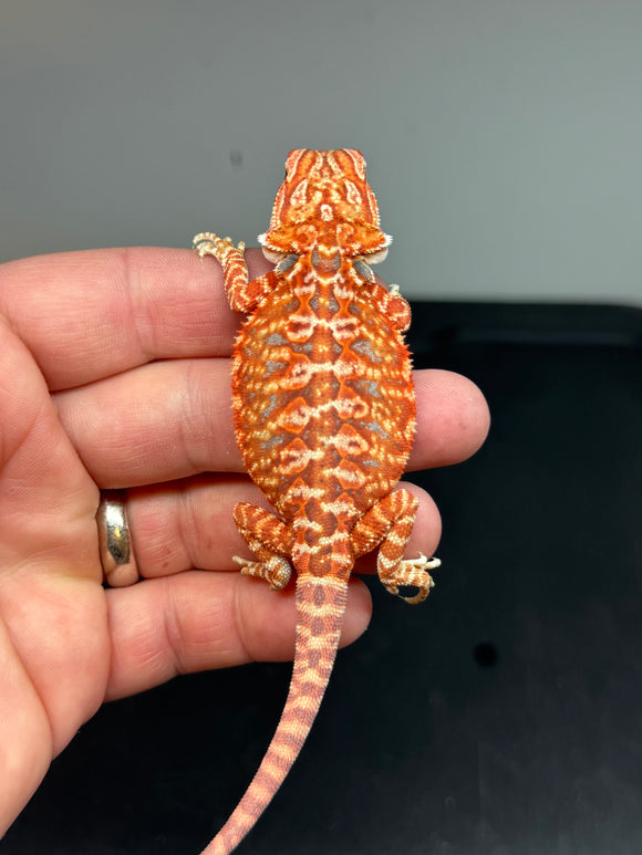 Red Monster – Andrew's Reptiles LLC