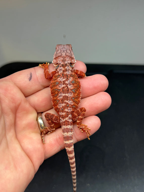 Red Monster – Andrew's Reptiles LLC