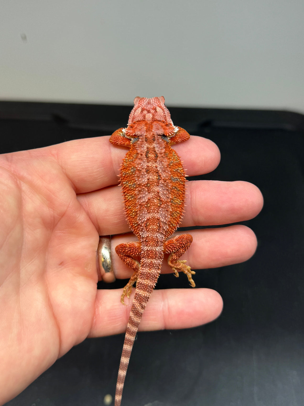 Red Monster – Andrew's Reptiles LLC