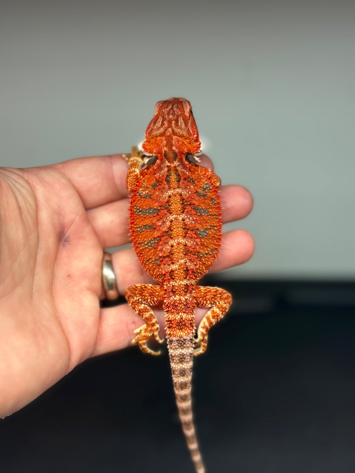 Red Monster – Andrew's Reptiles LLC